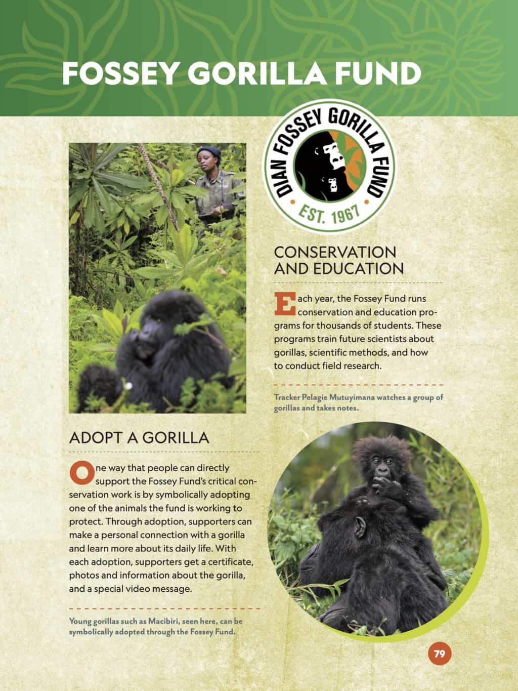 Activism, Ecotourism, and Gorilla Adoption – Saving the Great Apes ...